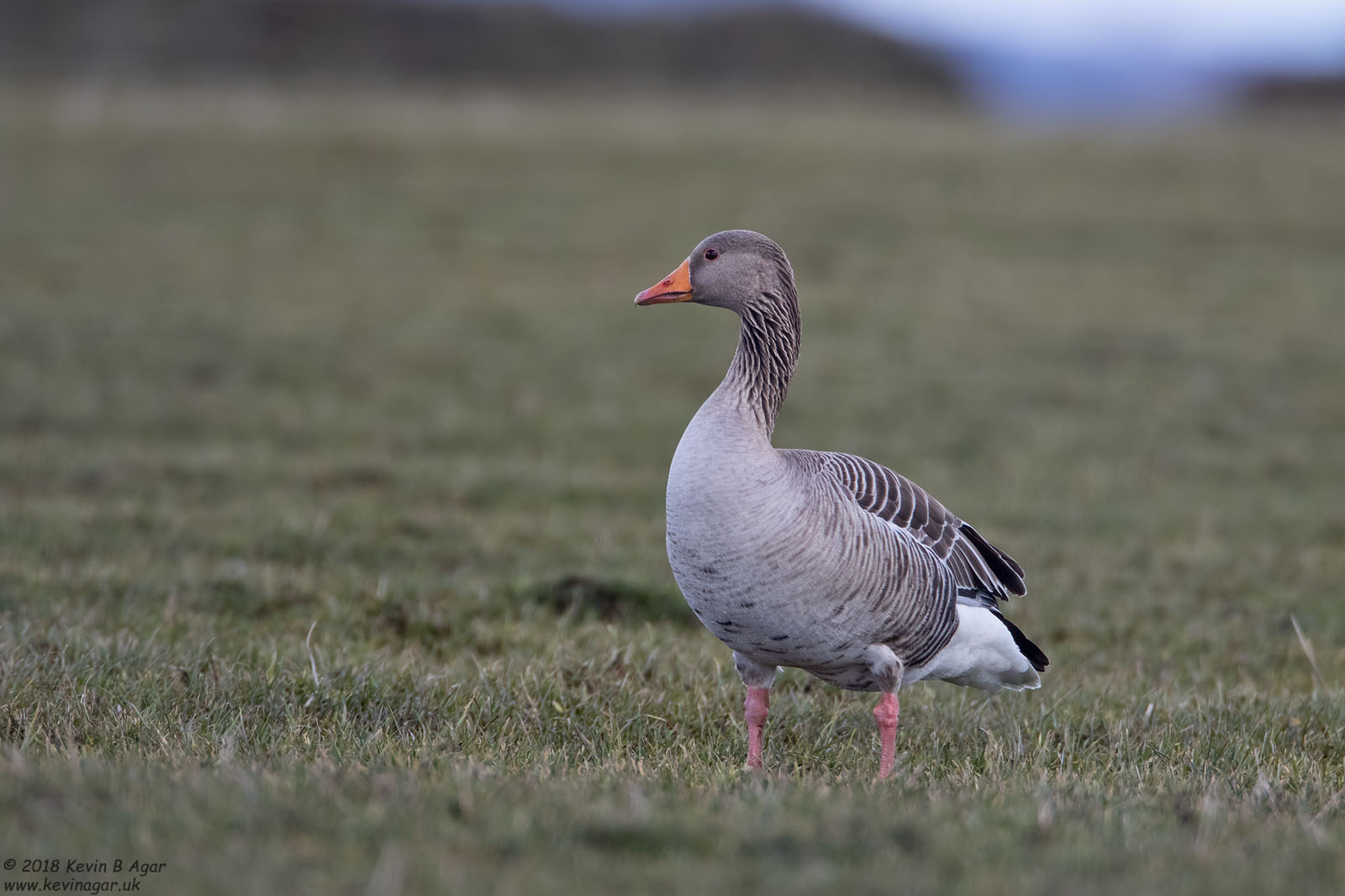 Medījamās zosis - Medību Lapa